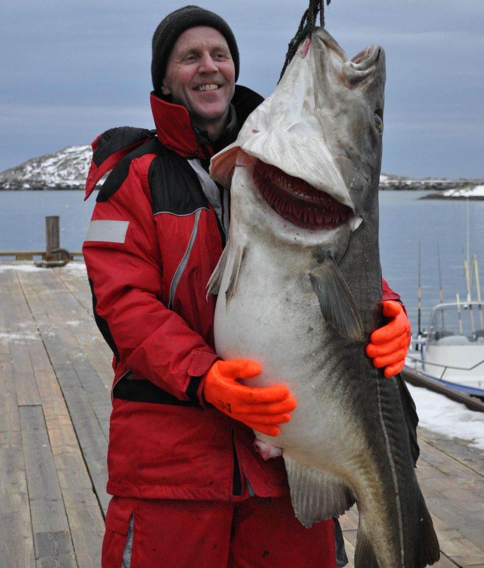 Torsk 41,72 kilo - Ny europeisk rekord? - Hooked Torsk 41,72 kilo - Ny europeisk rekord? - Hooked